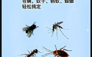 苍蝇怎么消灭_苍蝇怕什么气味