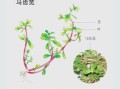 马齿苋提取物有什么功效_马齿苋提取物能消炎吗