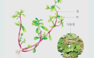 马齿苋提取物有什么功效_马齿苋提取物能消炎吗