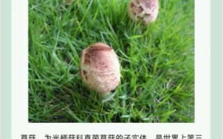 草菇种植培训视频_草菇怎么种才能高产