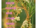 菟丝子的功效与作用_菟丝子怎么吃补肾