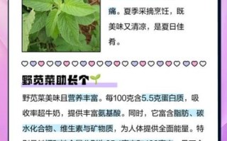 野苋菜什么人不能吃_孕妇能吃野苋菜吗