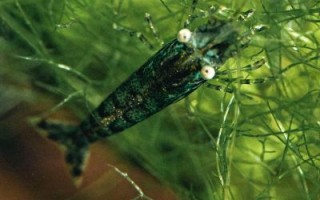 黑壳虾吃什么_黑壳虾多久喂一次