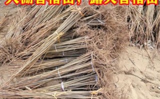 香椿大棚种植技术_香椿大棚一年能收几茬