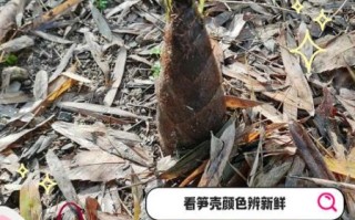 哪些竹笋不能吃_如何判断毒竹笋