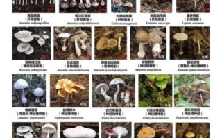 蘑菇图片大全大图真实_如何辨别毒蘑菇