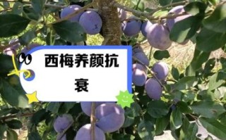 西梅的营养价值与功效_西梅的作用有哪些