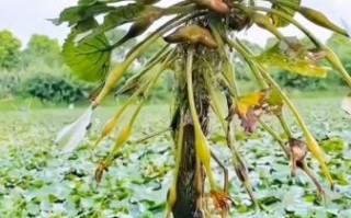 菱角怎么种植_菱角种植技术要点