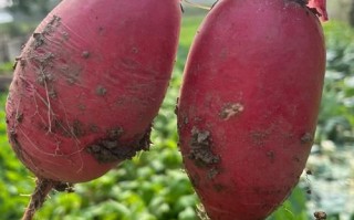 红皮萝卜能治痛风吗_痛风吃红皮萝卜有用吗