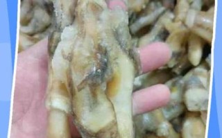 蛏子哪个部位不能吃_蛏子内脏图解