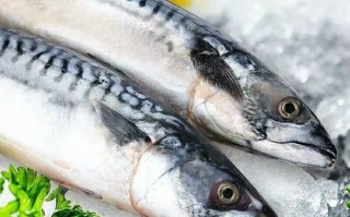 青占鱼和马鲛鱼的区别_哪个更好吃