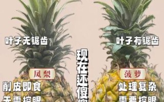 菠萝和凤梨的区别图片_哪个更好吃
