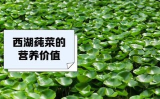 纯菜多少钱一斤_纯菜价格行情