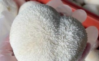 新鲜猴头菇怎么挑选_猴头菇图片真假辨别