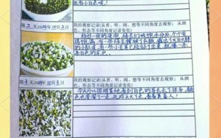 豆芽观察日记七天怎么写_豆芽七天生长记录表