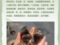 巨型田螺怎么养_巨型田螺吃什么