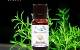 迷迭香精油生发效果怎么样_迷迭香精油怎么用才生发