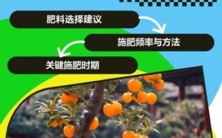 金桔树施什么肥料最好_金桔树施肥时间和方法