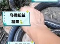 蛇肉的功效与作用_蛇肉哪些人不能吃