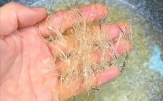 假鱼翅图片_如何辨别真假鱼翅