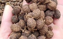 阳春砂仁多少钱一斤_正宗阳春砂仁价格行情