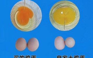 土鸡蛋图片高清_土鸡蛋真假怎么分辨