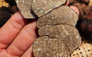 松露是什么东西_松露为什么这么贵