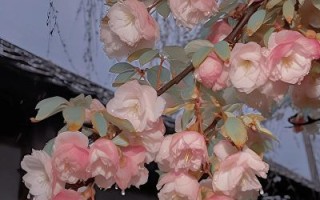 海棠无香四大遗憾是什么_如何理解海棠无香