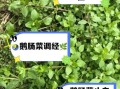 鹅肠草的功效与作用_鹅肠草怎么吃效果最好