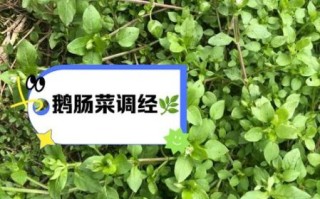 鹅肠草的功效与作用_鹅肠草怎么吃效果最好