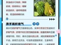 佛手的功效与作用及副作用_佛手吃多了会怎样