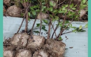 油茶苗多少钱一棵_油茶苗怎么种植