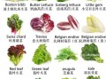 蔬菜有哪些品种_常见蔬菜种类大全
