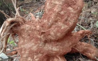 葛根价格多少一斤_葛根多少钱一斤2024最新行情