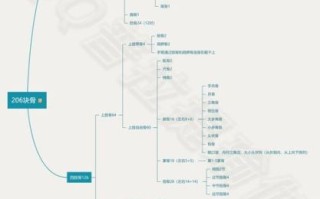 人体骨骼结构图名称_如何快速记忆