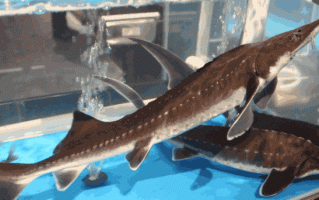 中华鲟哪个部位不能吃_中华鲟有毒部位