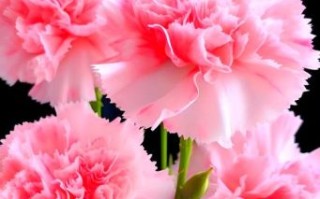 康乃馨图片唯美_如何拍出柔焦氛围感