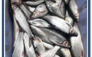 虱目鱼价格多少钱一斤_虱目鱼为什么贵