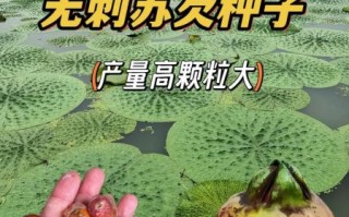 鸡头米和芡实一样吗_鸡头米与芡实的区别