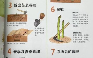 芦笋怎么种植_芦笋种植技术视频教程