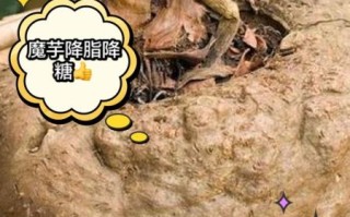 魔芋的功效与副作用_怎么吃才安全