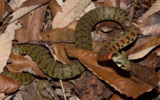 虎斑颈槽蛇有毒吗_虎斑颈槽蛇咬伤怎么处理