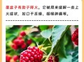 覆盆子怎么吃_覆盆子一天吃多少合适