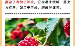 覆盆子怎么吃_覆盆子一天吃多少合适