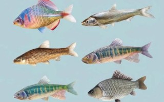 野生小河鱼名称大全_常见品种有哪些