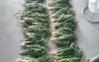 沙芥菜长什么样_沙芥菜图片大全哪里找