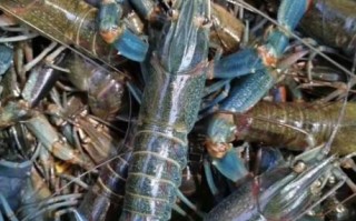 澳洲淡水龙虾一亩利润_养殖成本与收益分析