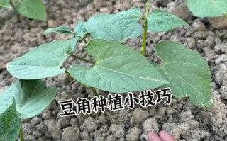 豇豆种植技术视频_豇豆怎么种才高产