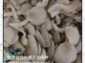 鲜蘑菇怎样存放时间更长些_蘑菇放冰箱能保存多久
