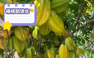 野杨桃的功效与作用_野杨桃怎么吃效果最好